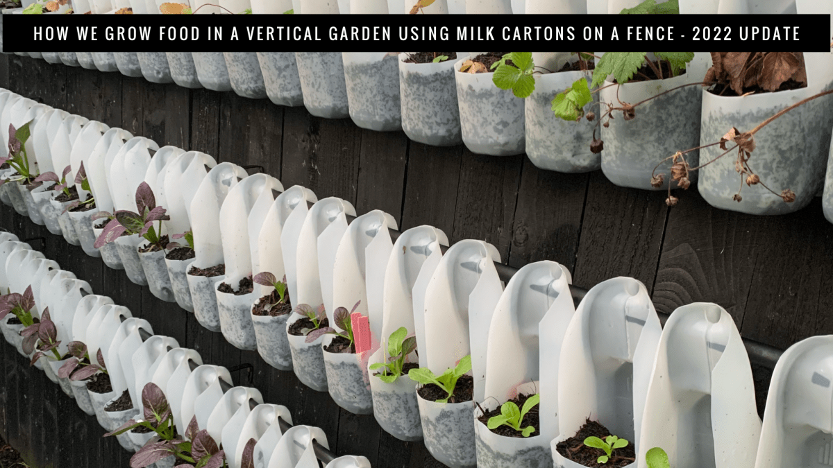 How We Grow Food in a Vertical Garden Using Milk Cartons On A Fence ...