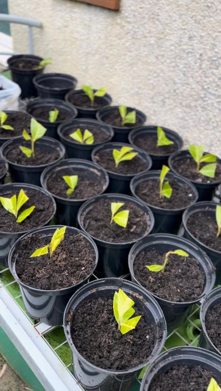 How To Propagate Cherry Laurel To Get Free Hedging – Building a Food ...