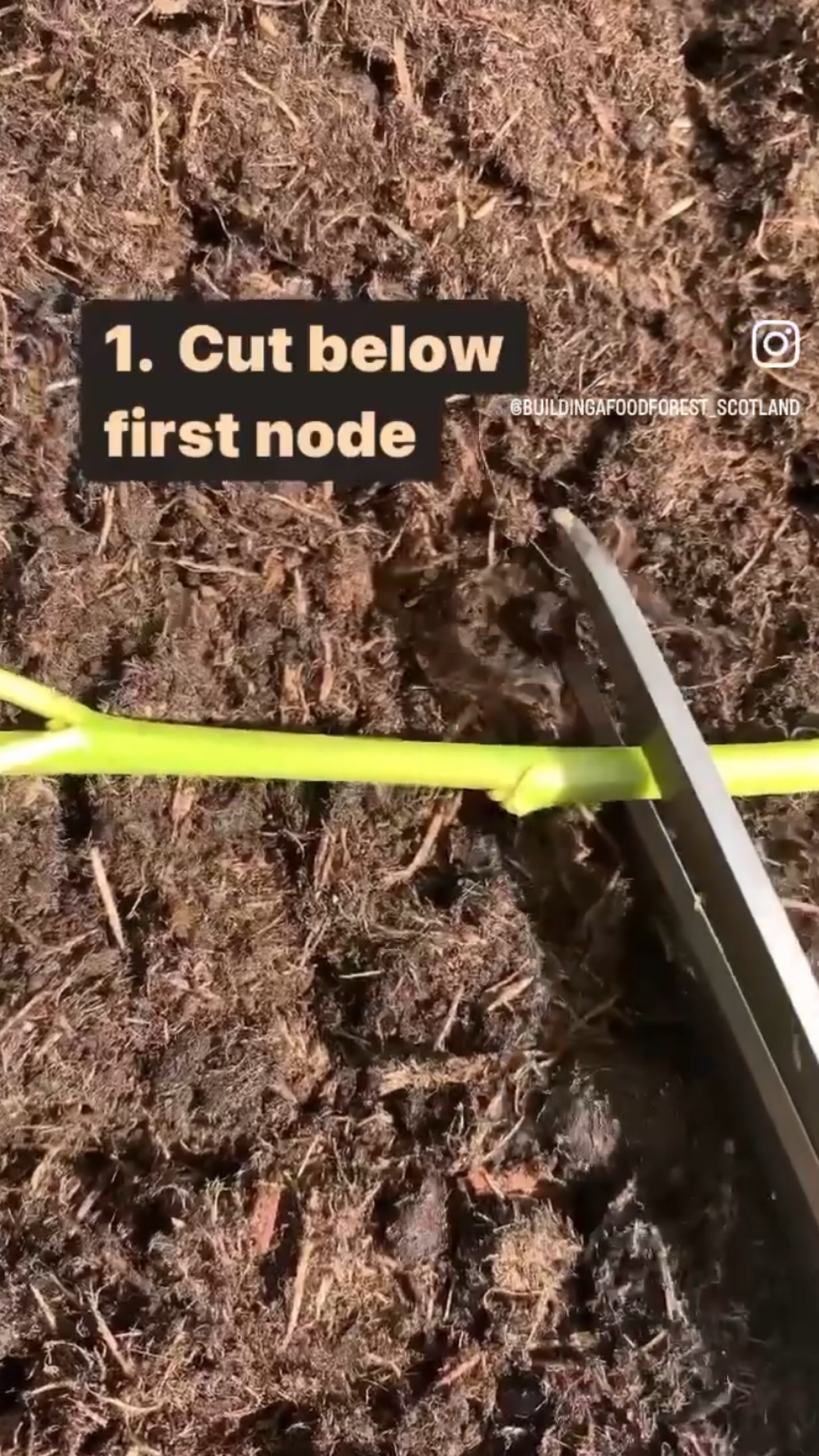 How To Propagate Cherry Laurel To Get Free Hedging – Building a Food ...