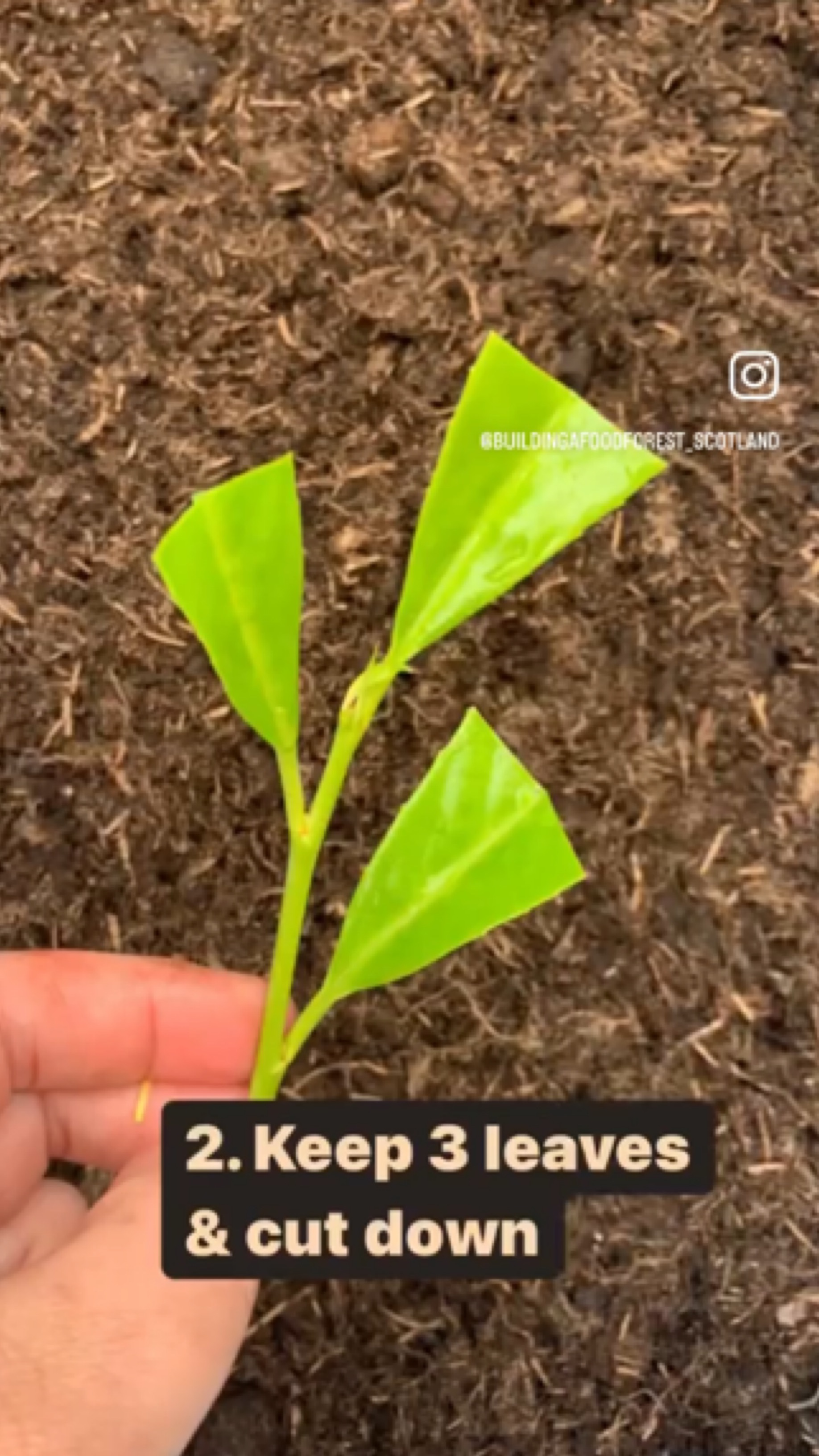 How To Propagate Cherry Laurel To Get Free Hedging – Building a Food ...