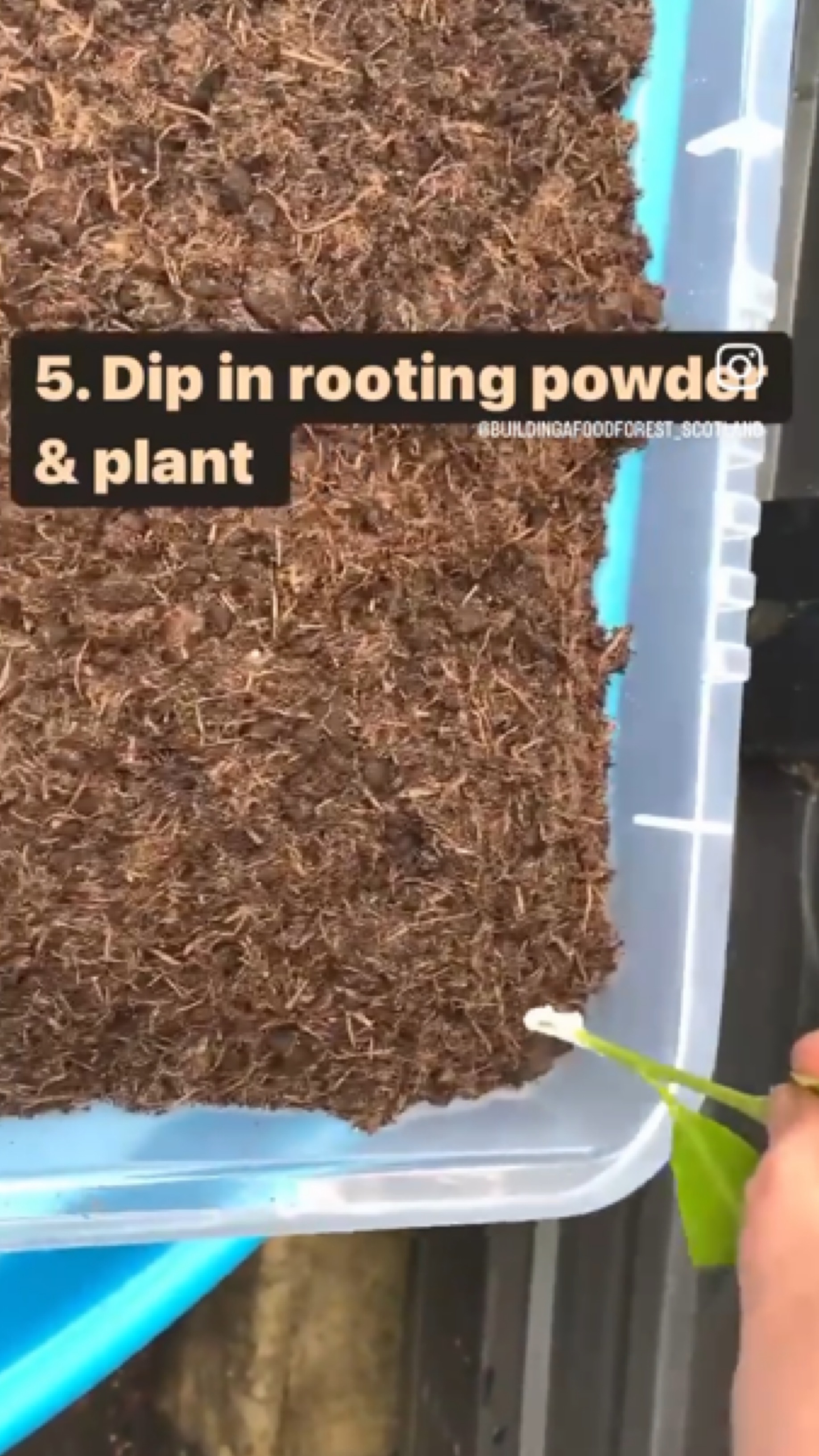 How To Propagate Cherry Laurel To Get Free Hedging – Building a Food ...