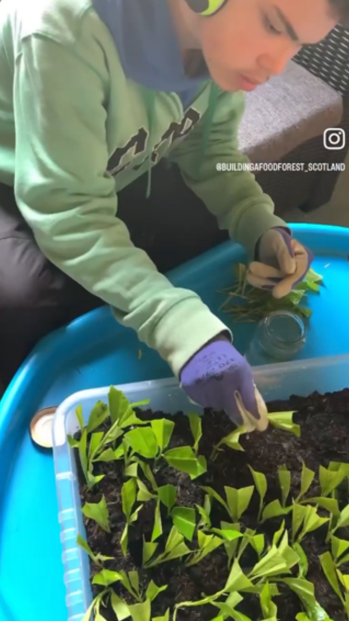 How To Propagate Cherry Laurel To Get Free Hedging – Building a Food ...