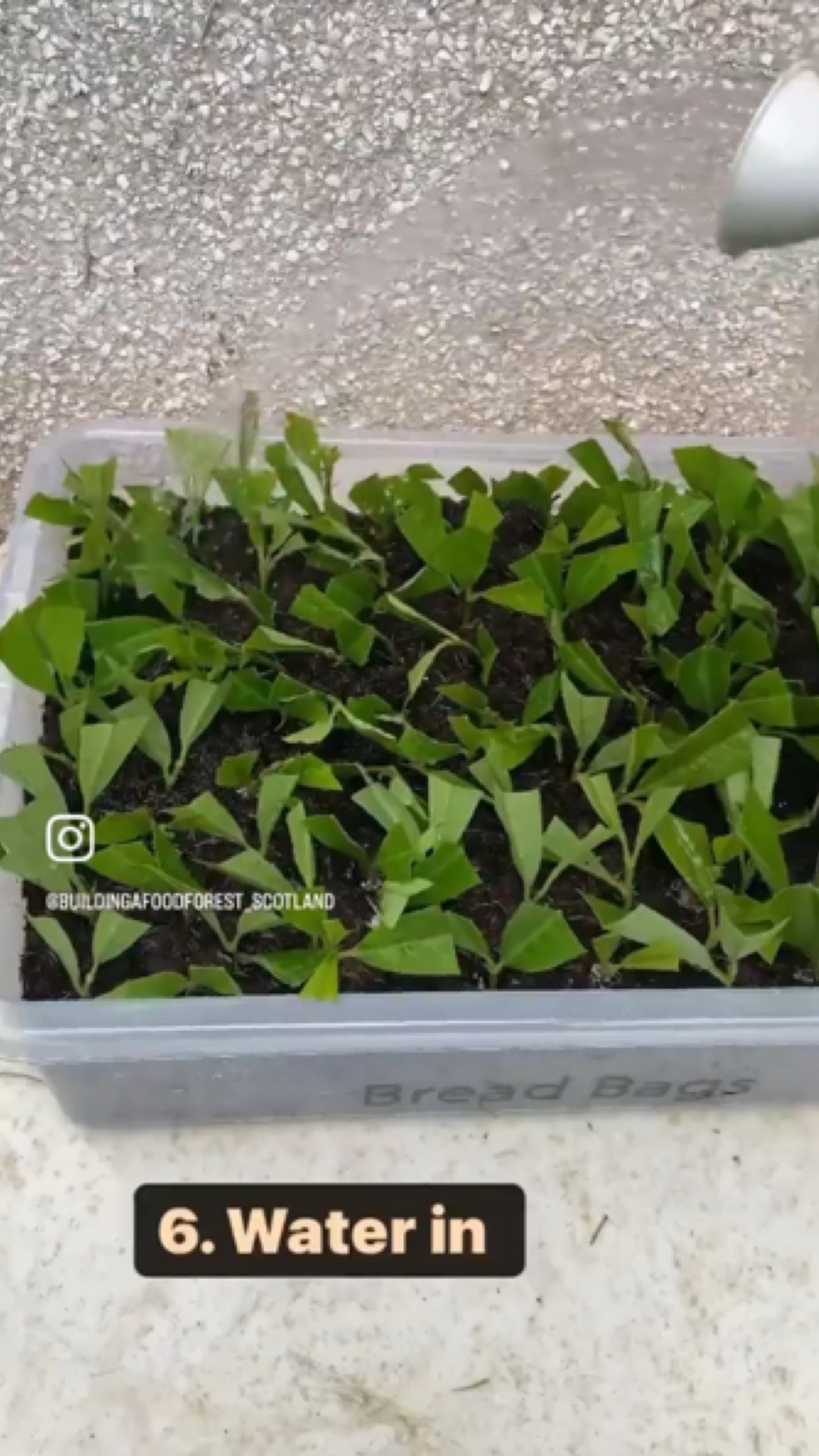 How To Propagate Cherry Laurel To Get Free Hedging – Building a Food ...