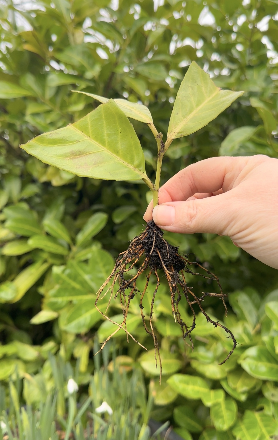 How To Propagate Cherry Laurel To Get Free Hedging – Building a Food ...
