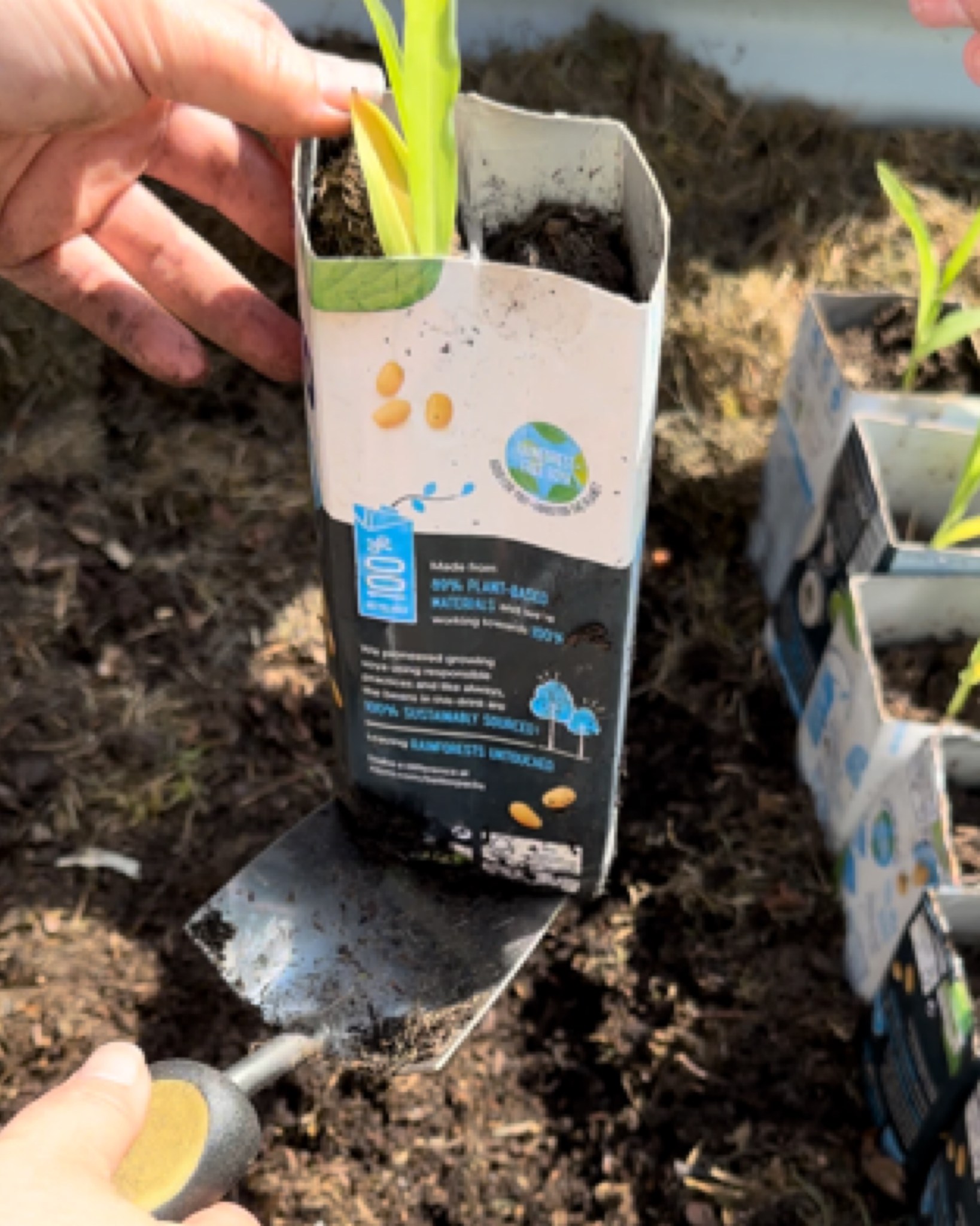 Using Milk Cartons To Plant Sweetcorn – Building a Food Forest -Scotland