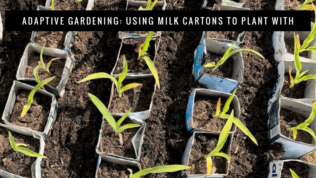 Using Milk Cartons To Plant Sweetcorn – Building a Food Forest -Scotland