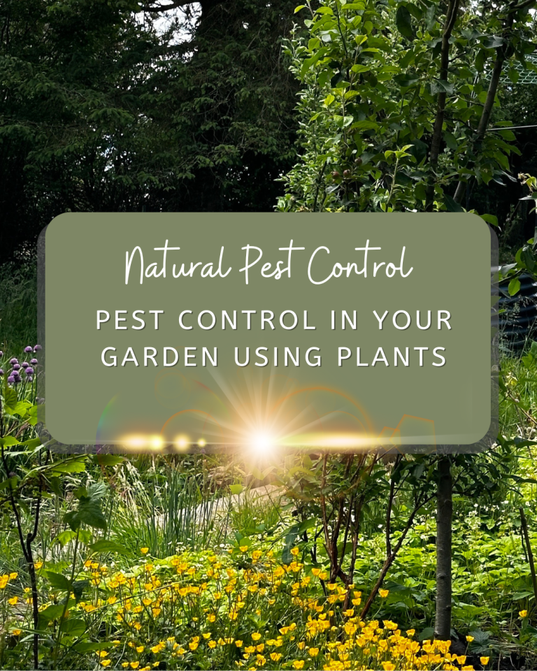 Natural & Eco Friendly Ways To Keep Pests Out Of Your Garden – Building ...