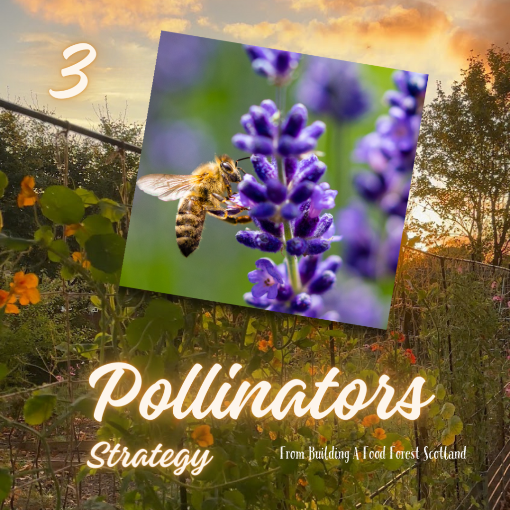 Summer Garden: Creating a Pollinator Friendly Garden – Building a Food ...