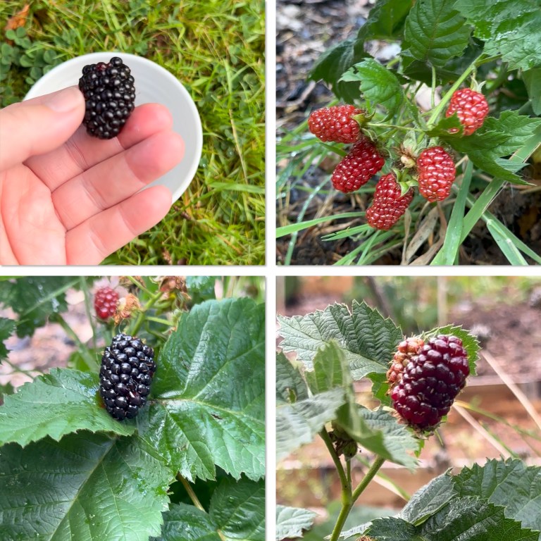 Food Forest Gardening: How to Grow and Harvest Raspberries ...