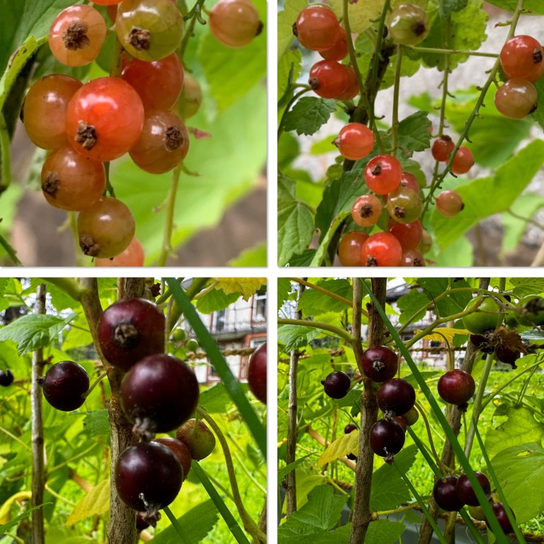 Food Forest Gardening: How to Grow and Harvest Raspberries ...