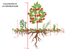 Nitrogen Fixing Plants: Nature’s Soil Builders in Permaculture ...