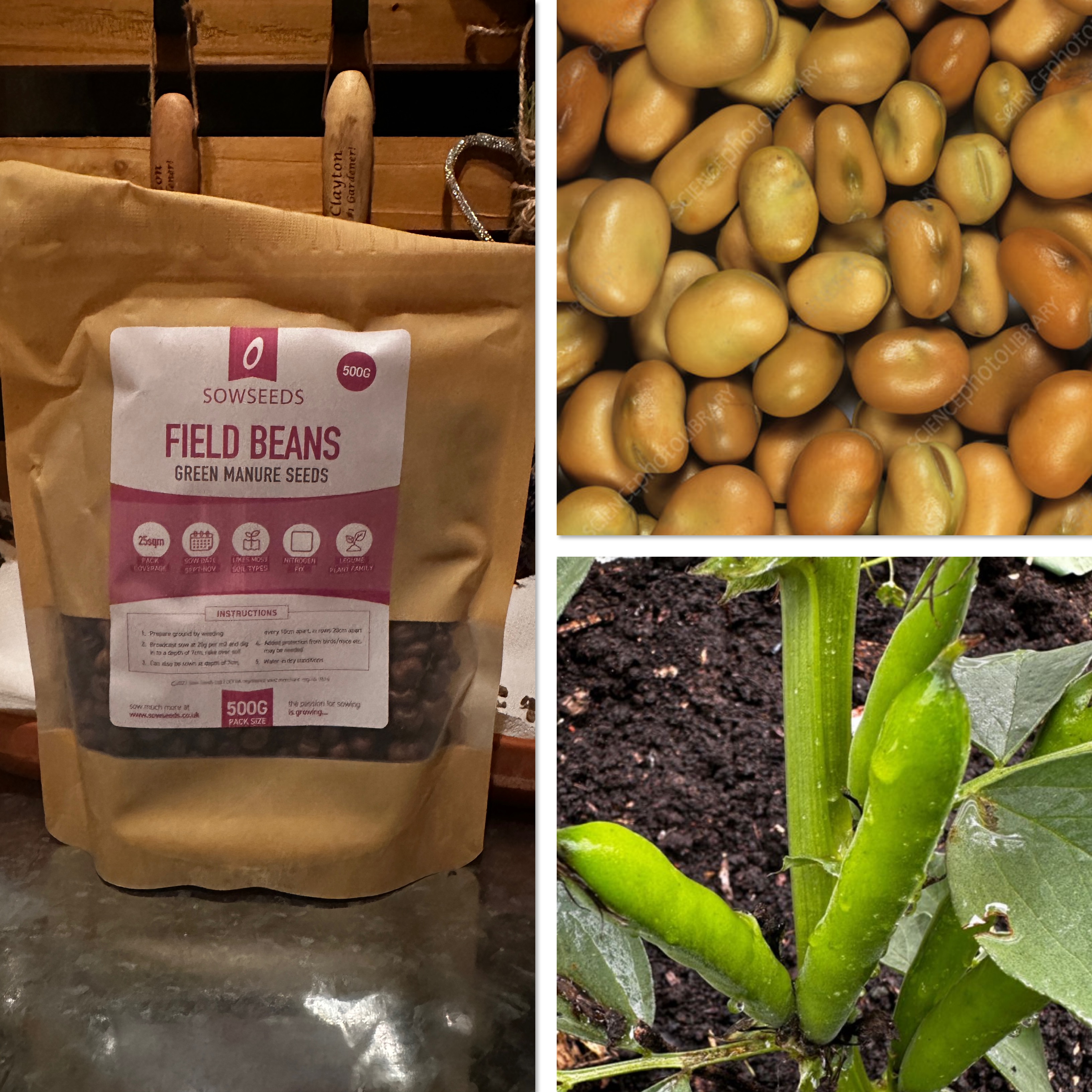 Boost Soil Health with Green Manure As A Cover Crop Over Winter ...