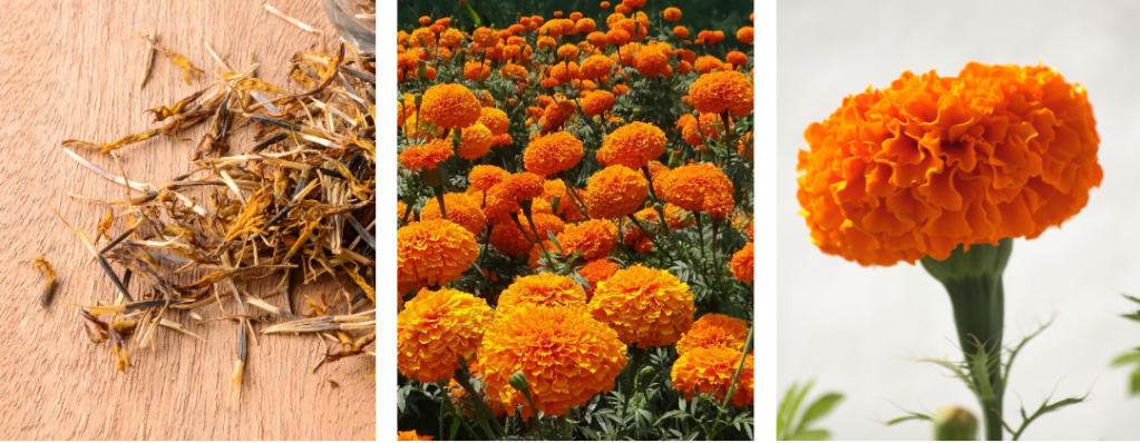 What To Sow This Winter To Spring For Natural Pest Control This Summer ...
