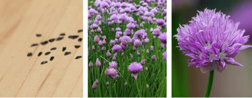 What To Sow This Winter To Spring For Natural Pest Control This Summer ...