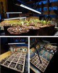 What to Plant in Scotland Each Month: Veg, Fruits, Herbs & Edible ...