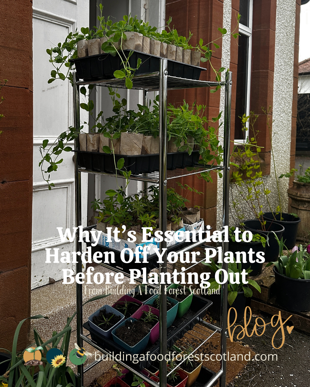 Why It’s Essential to Harden Off Your Plants Before Planting Out ...