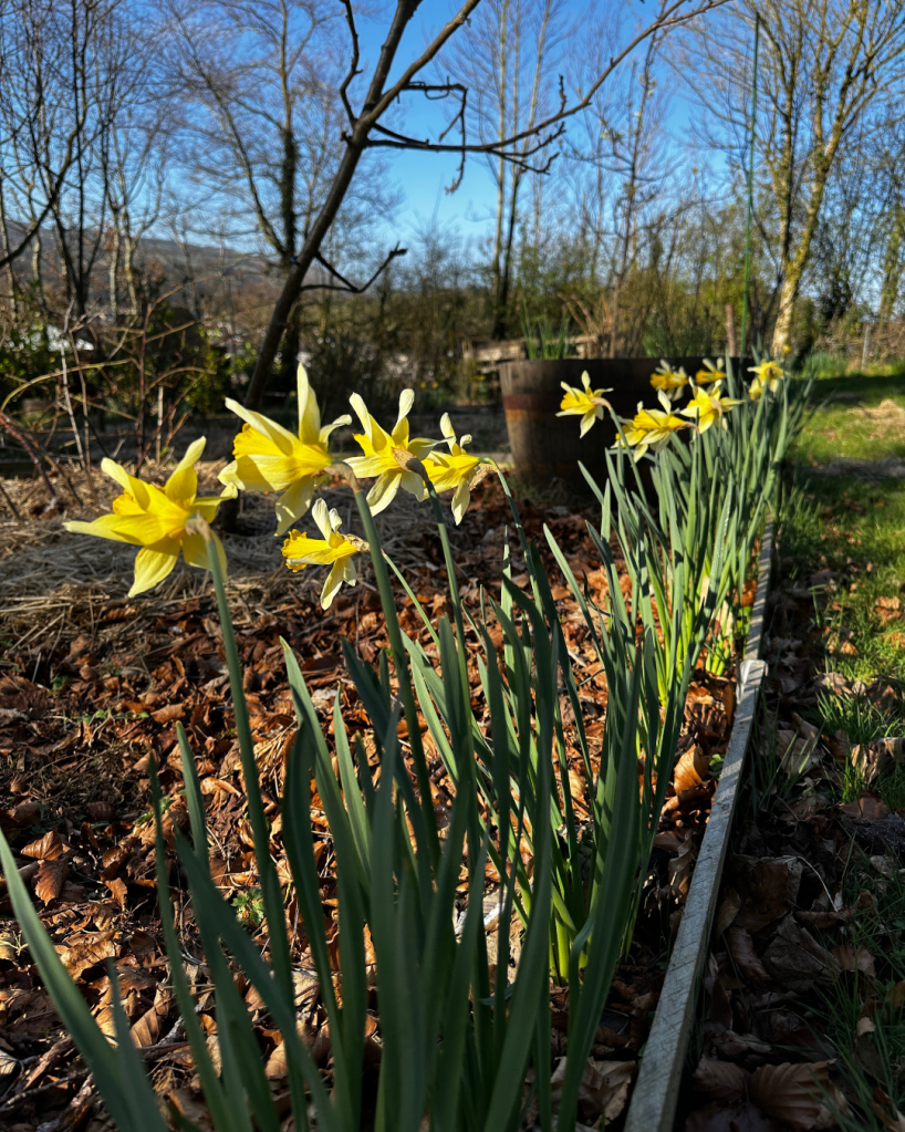 Blind Daffodils: Why They Happen and What You Can Do About Them ...