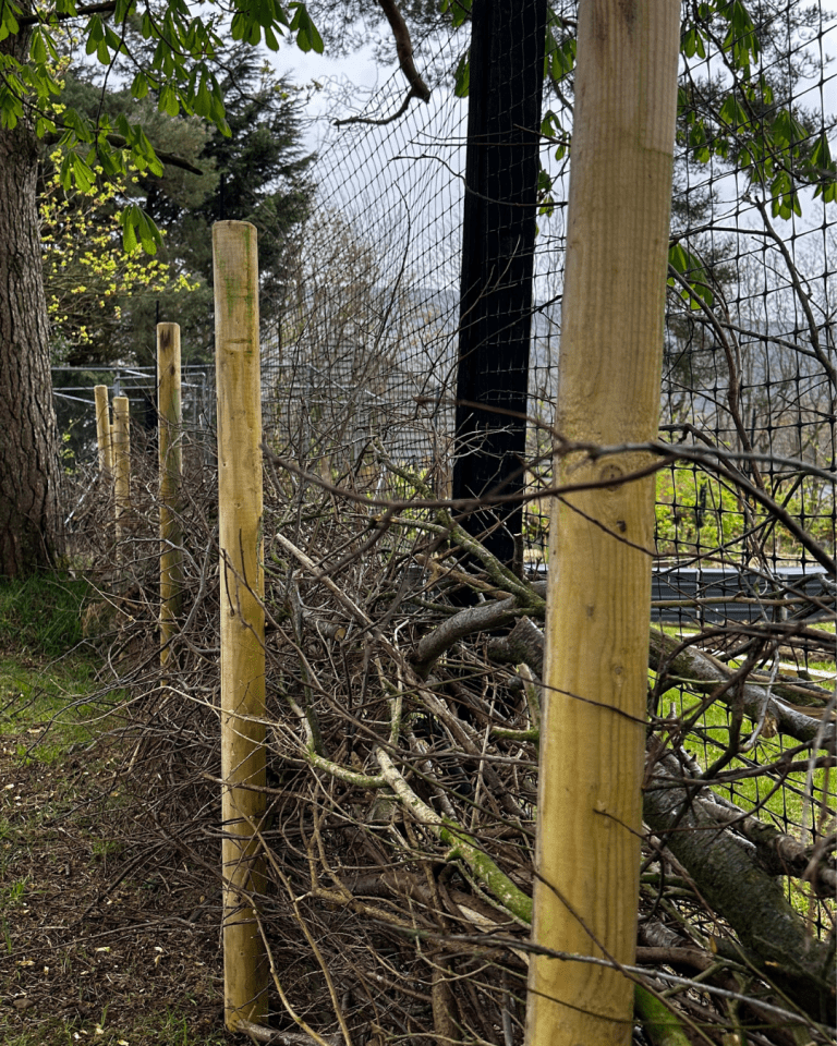 DIY: Dead Hedge- Wildlife Haven, Wind Barrier, and Permaculture ...