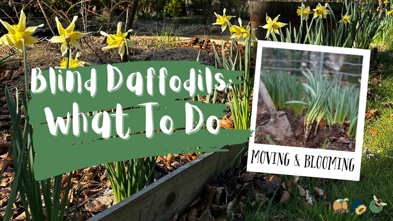 Blind Daffodils: Why They Happen and What You Can Do About Them ...