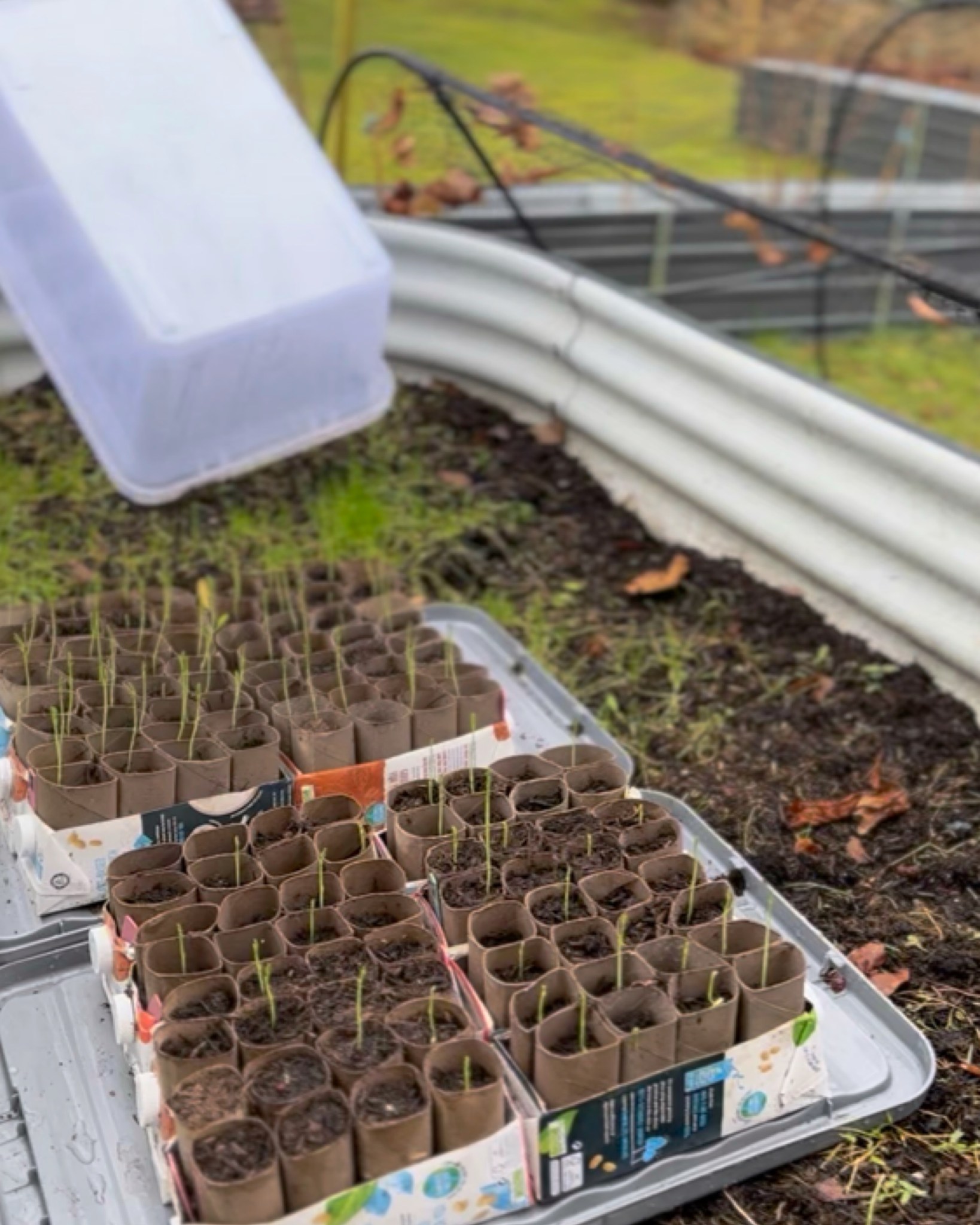 Why It’s Essential to Harden Off Your Plants Before Planting Out ...