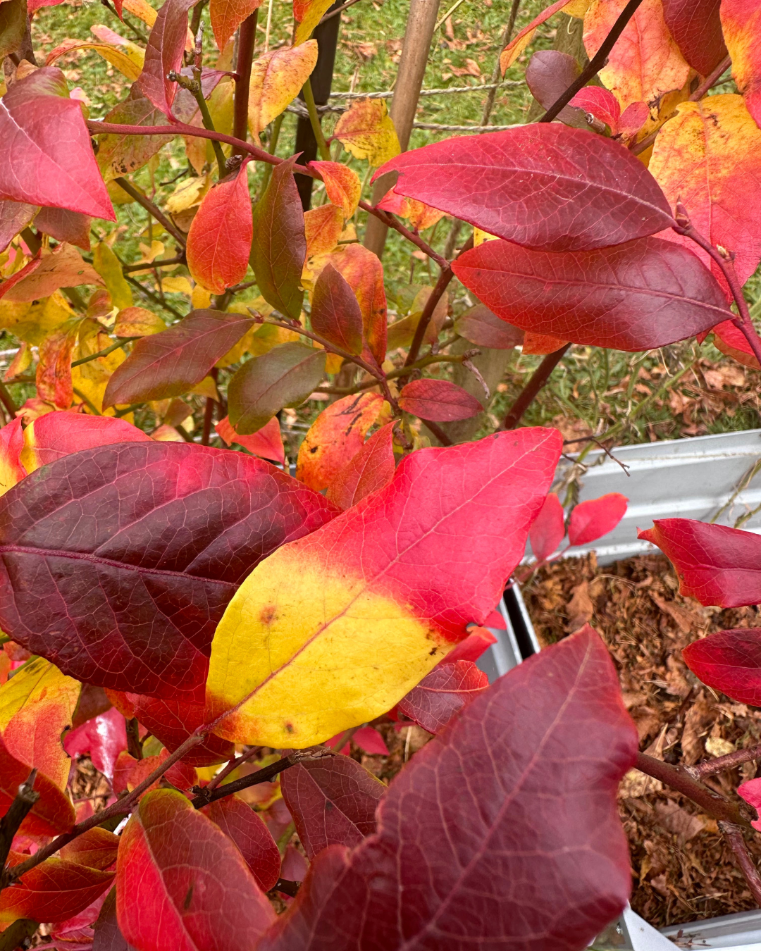Why Are My Plant Leaves Turning Yellow? Here’s What to Do! – Building a ...