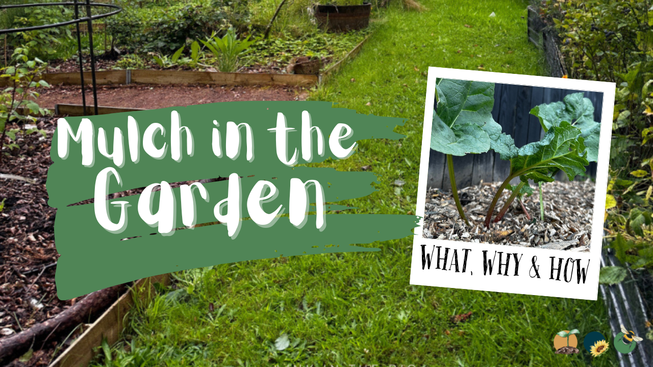 Mulch in Gardening: What It Is, Why It’s Used and How to Choose the ...