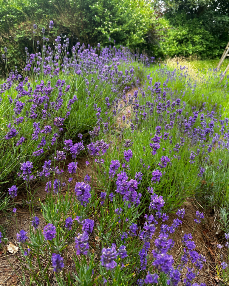 Sustainable Gardening: Growing Greener with Perennials, Native Plants ...