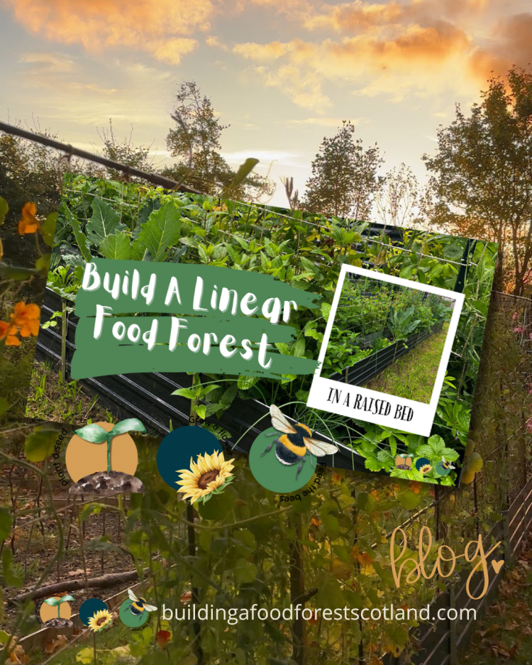 How to Build a Linear Food Forest in a Raised Bed: Small Space ...
