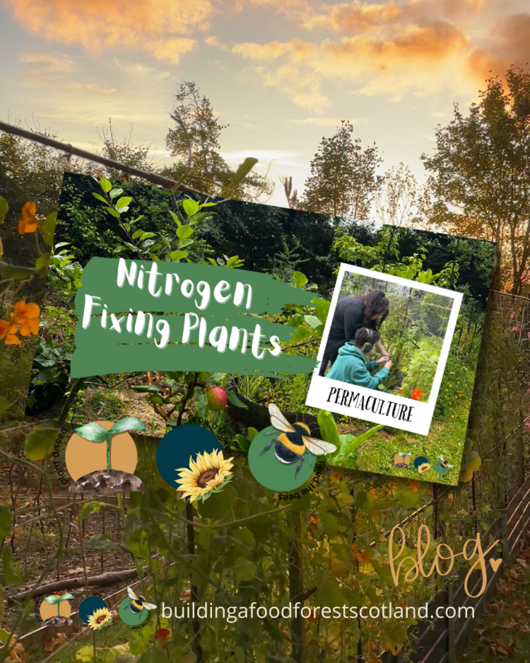 Nitrogen Fixing Plants: Nature’s Soil Builders in Permaculture ...