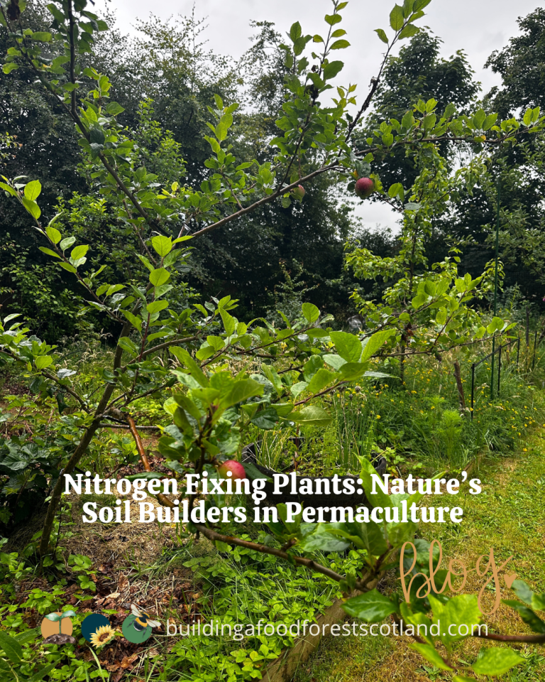 Nitrogen Fixing Plants: Nature’s Soil Builders in Permaculture ...