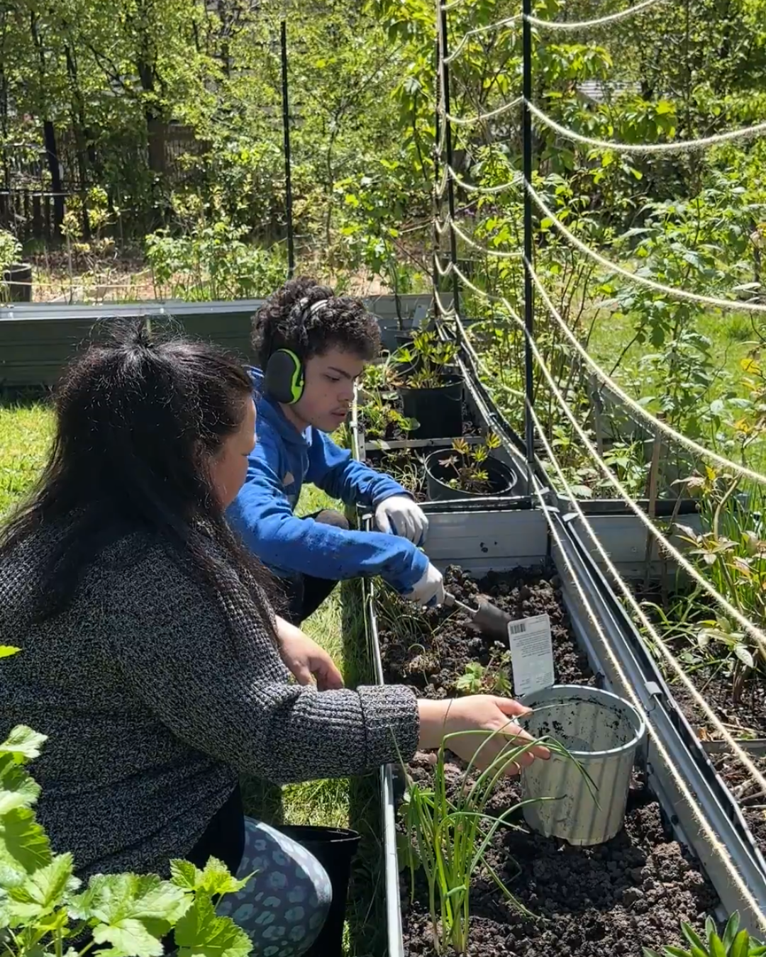 How to Build a Linear Food Forest in a Raised Bed: Small Space ...