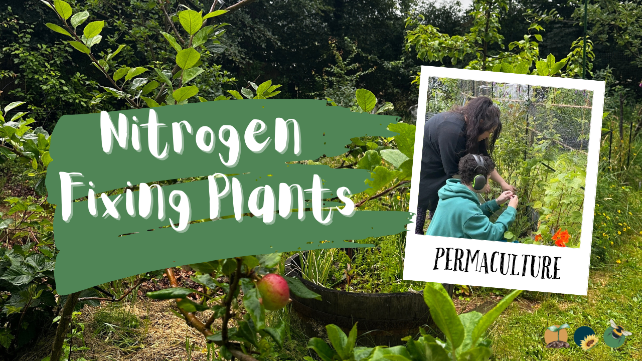 Nitrogen Fixing Plants: Nature’s Soil Builders in Permaculture ...