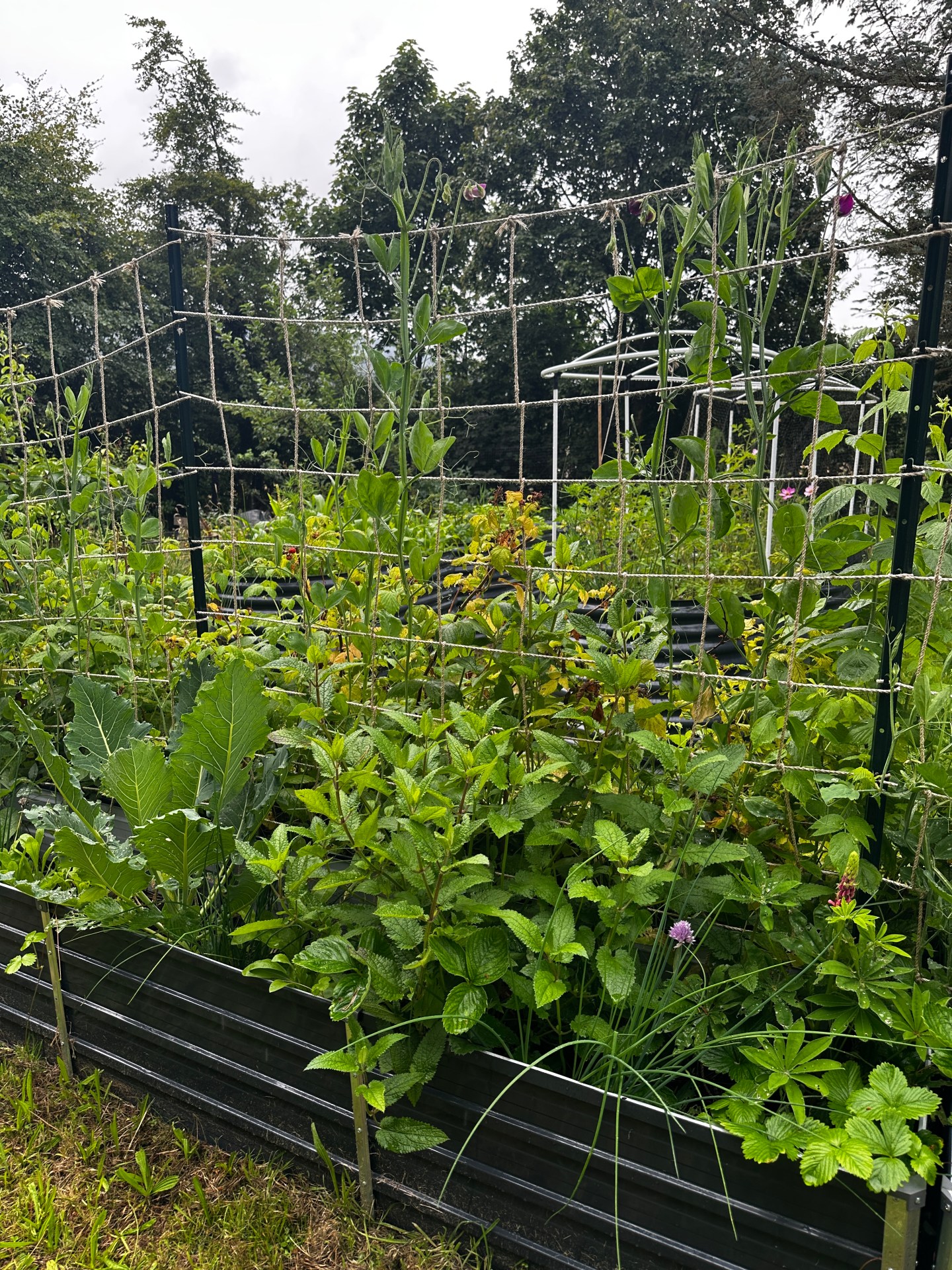 How to Build a Linear Food Forest in a Raised Bed: Small Space ...