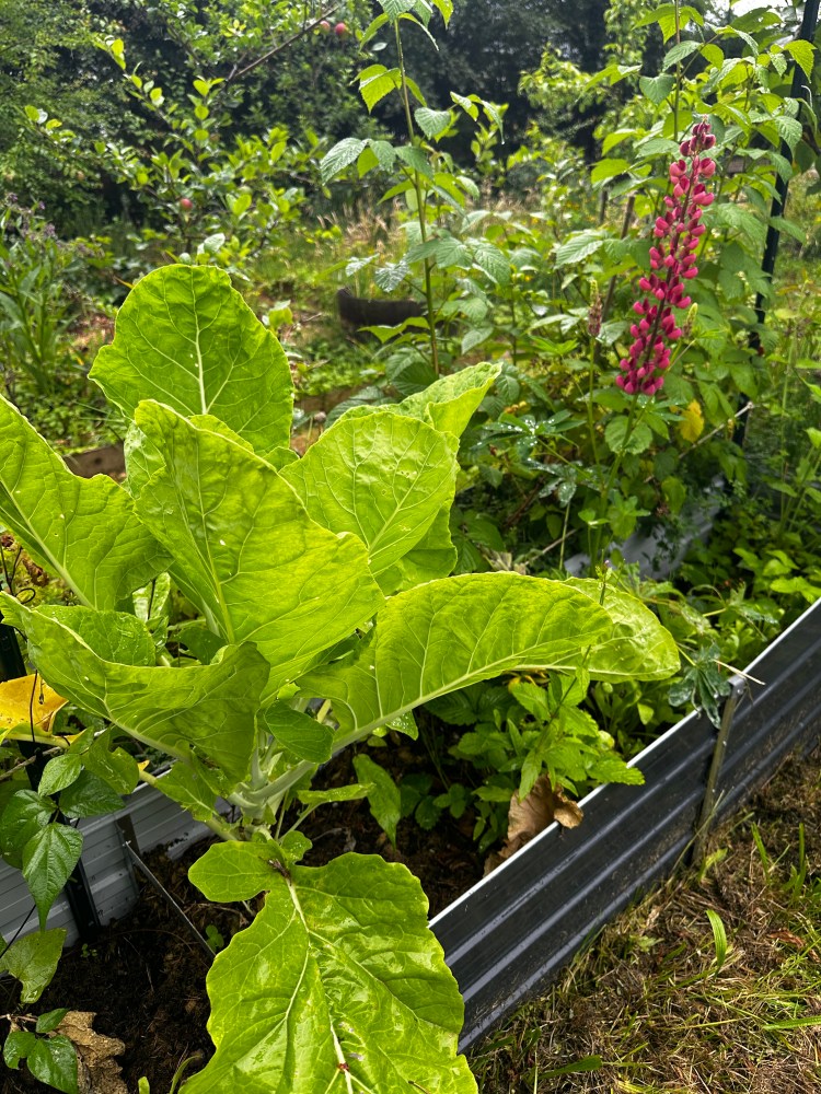 How to Build a Linear Food Forest in a Raised Bed: Small Space ...