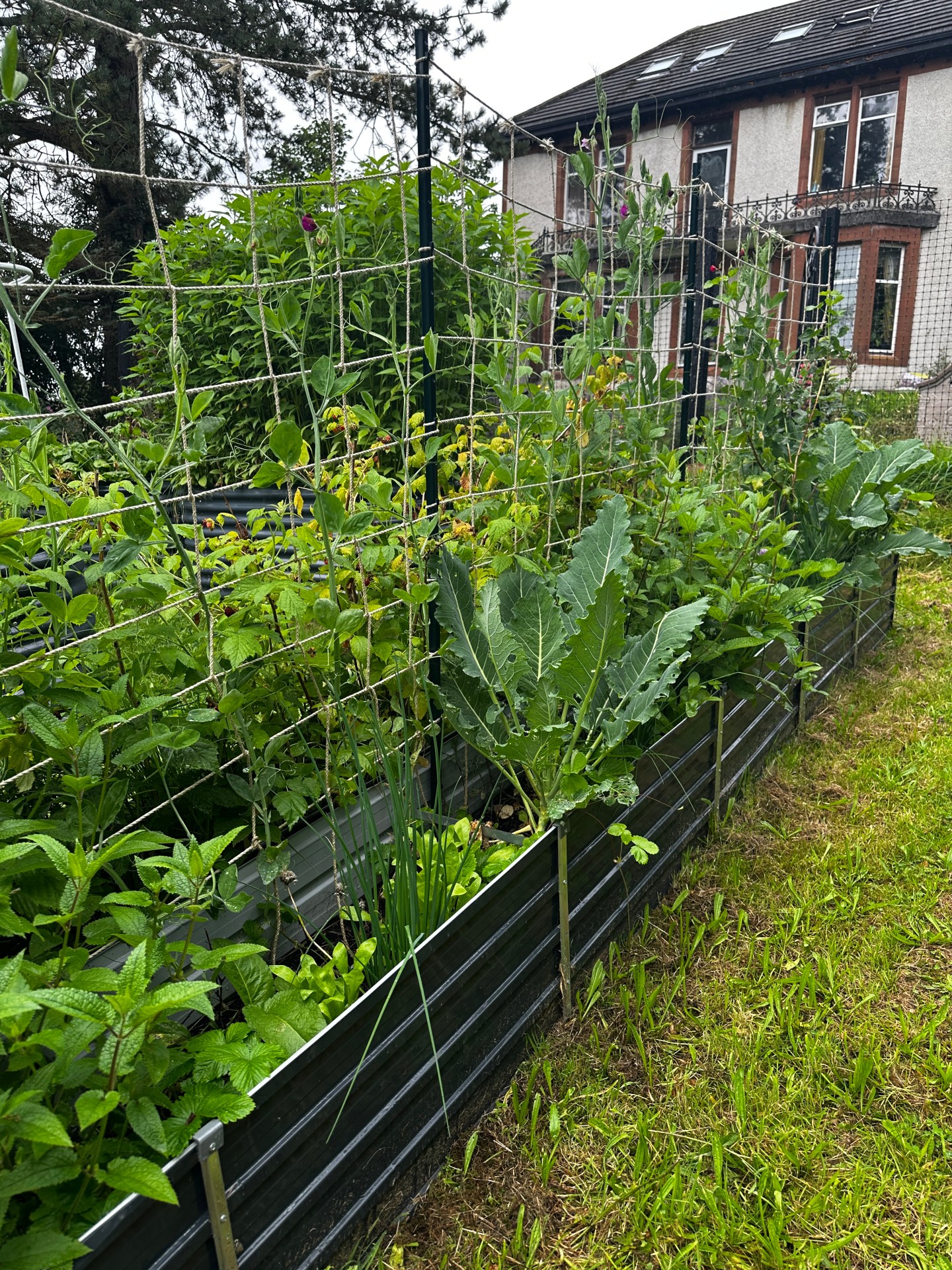 How to Build a Linear Food Forest in a Raised Bed: Small Space ...