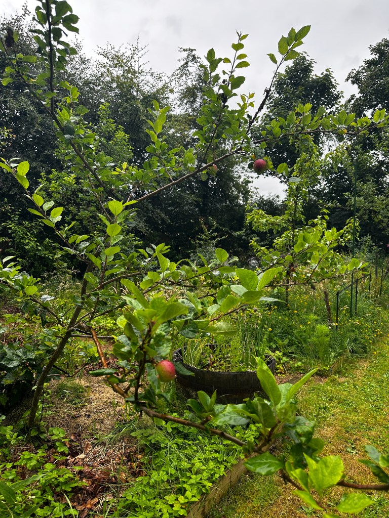 Nitrogen Fixing Plants: Nature’s Soil Builders in Permaculture ...