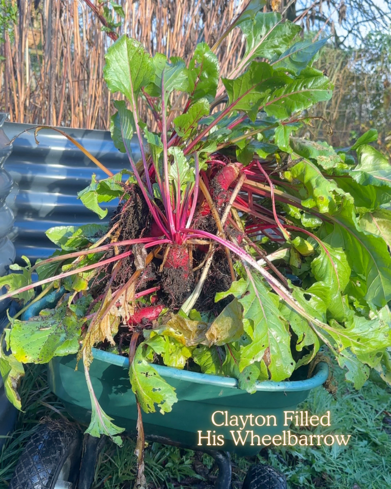 Mangelwurzel: The Underrated Giant Beet Worth Growing In The UK ...