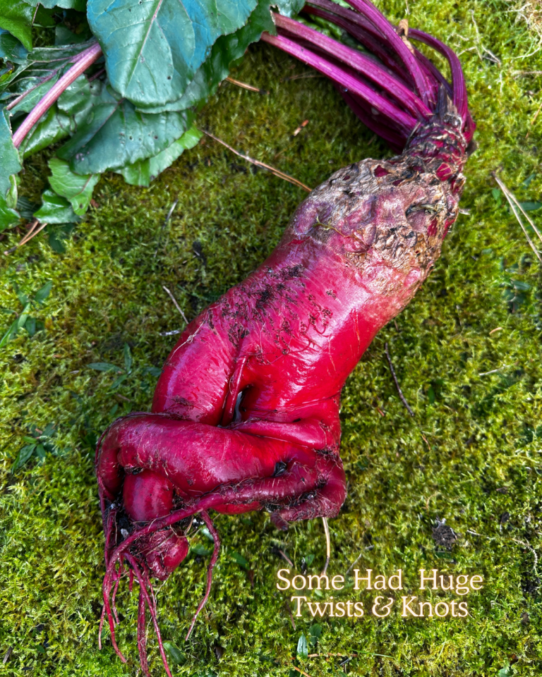 Mangelwurzel: The Underrated Giant Beet Worth Growing In The UK ...