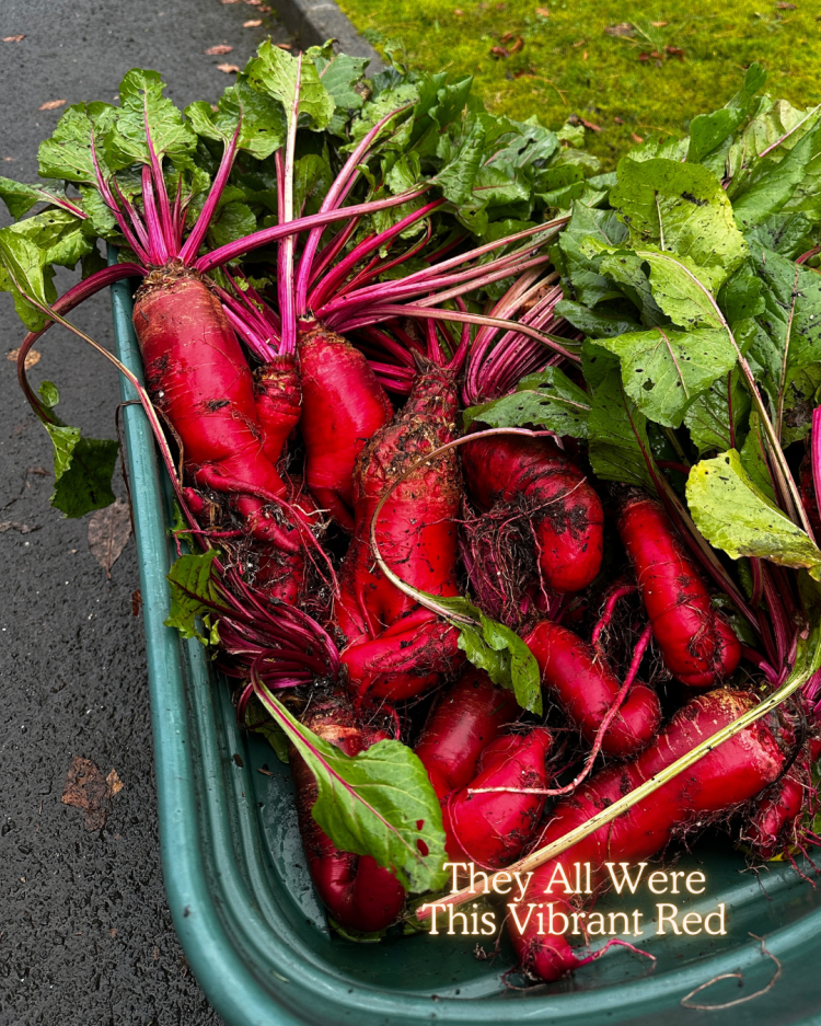 Mangelwurzel: The Underrated Giant Beet Worth Growing In The UK ...