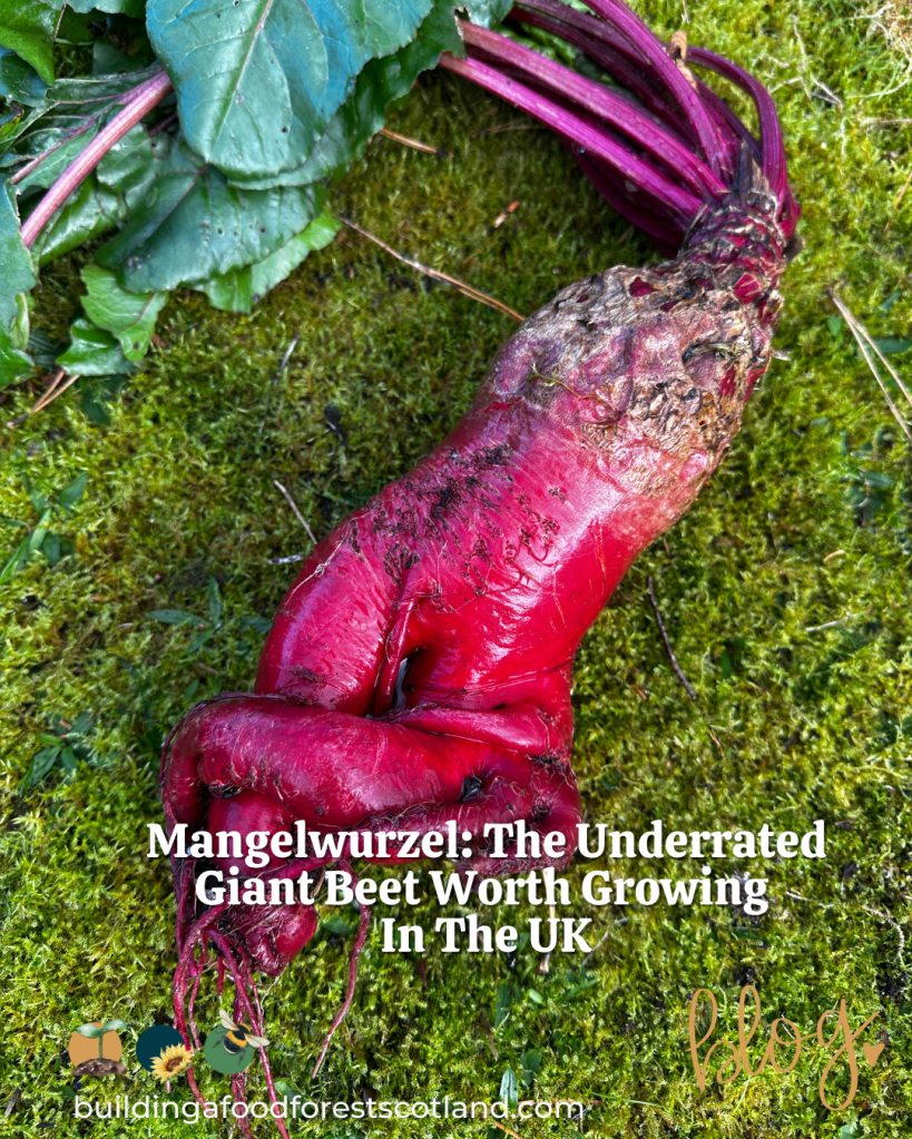 Mangelwurzel: The Underrated Giant Beet Worth Growing In The UK ...