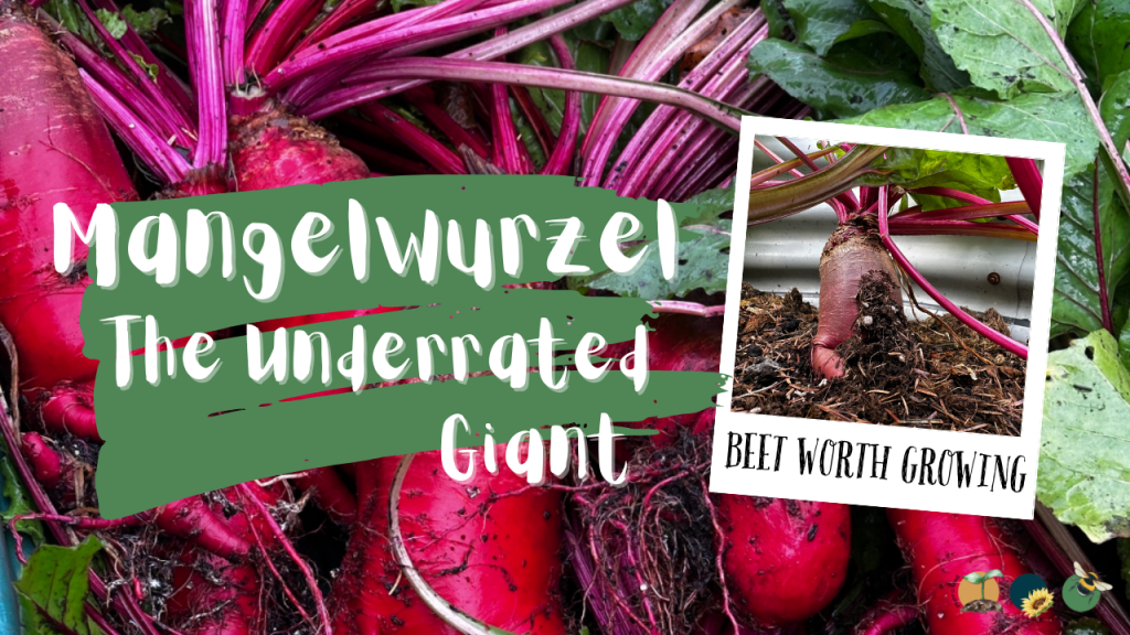 Mangelwurzel: The Underrated Giant Beet Worth Growing In The UK ...
