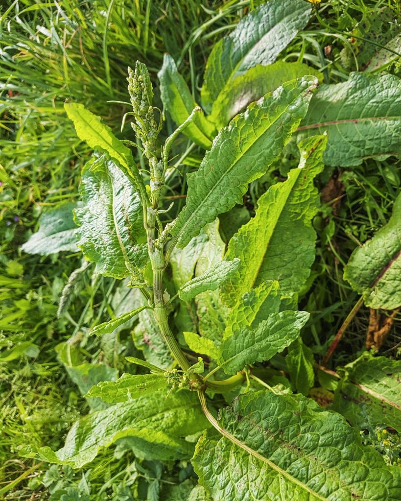 Dock Leaves: The Wild Plant Most People Ignore (But Shouldn’t ...