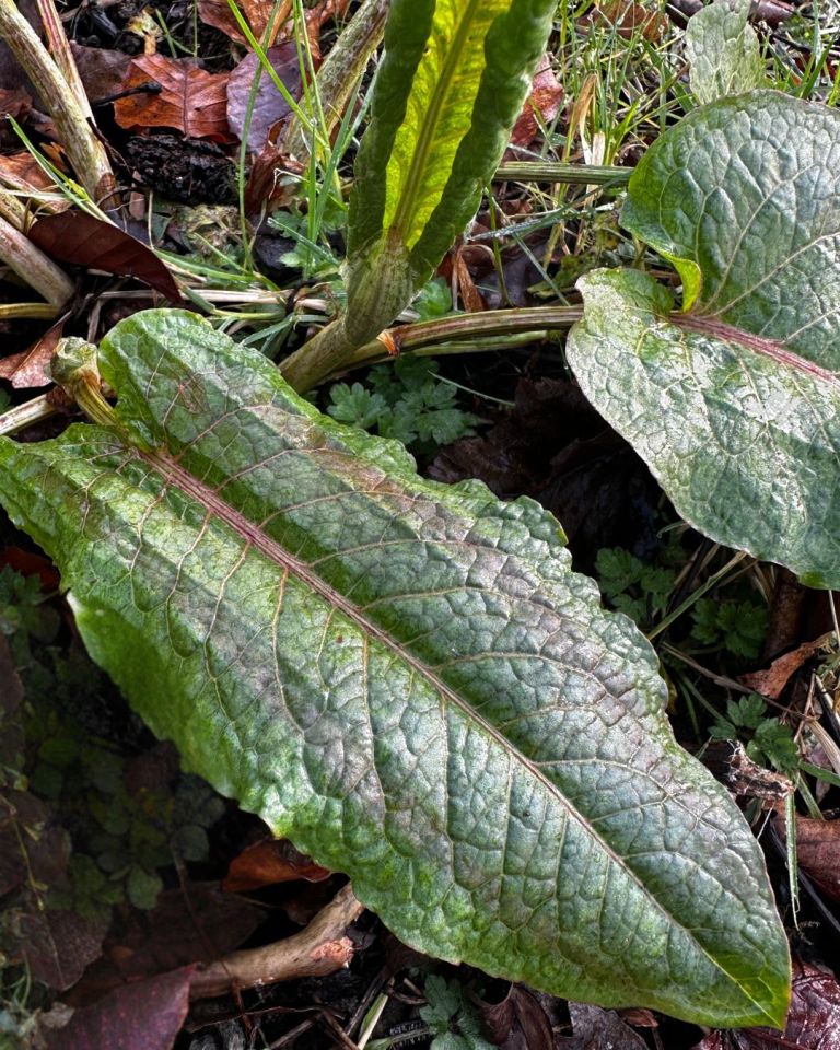 Dock Leaves: The Wild Plant Most People Ignore (But Shouldn’t ...