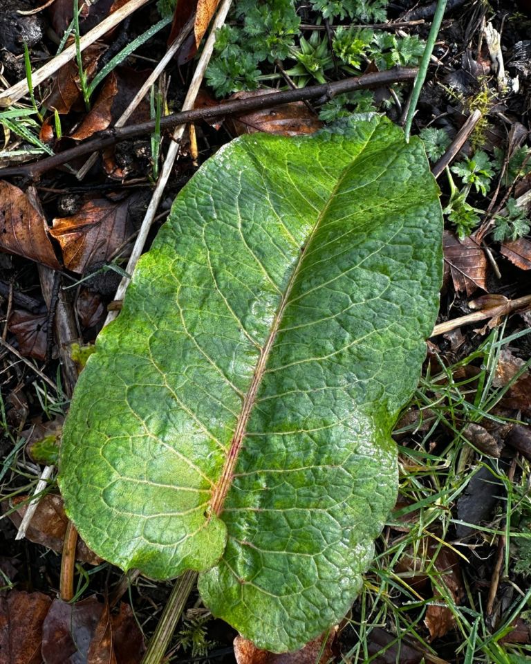 Dock Leaves: The Wild Plant Most People Ignore (But Shouldn’t ...