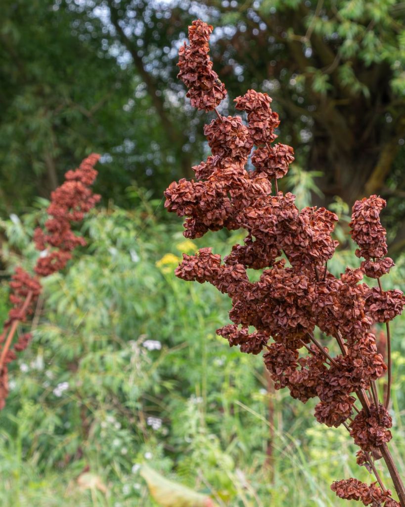 Dock Leaves: The Wild Plant Most People Ignore (But Shouldn’t ...