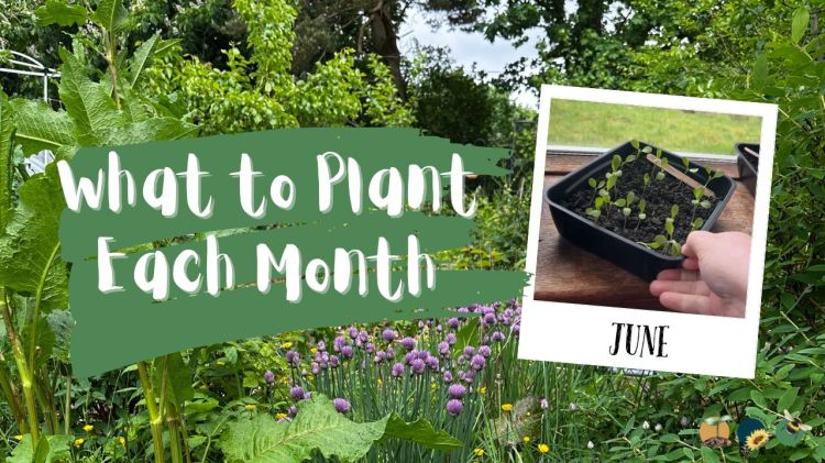 What to Plant in Scotland Each Month: Veg, Fruits, Herbs & Edible ...